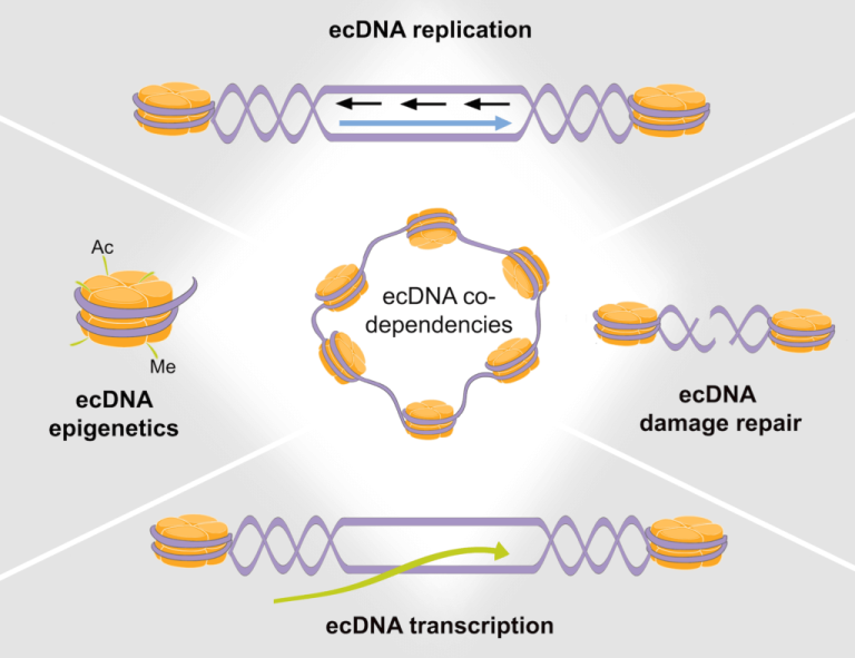 Sihan Wu - Children's Medical Center Research Institute (CRI) | Dallas ...