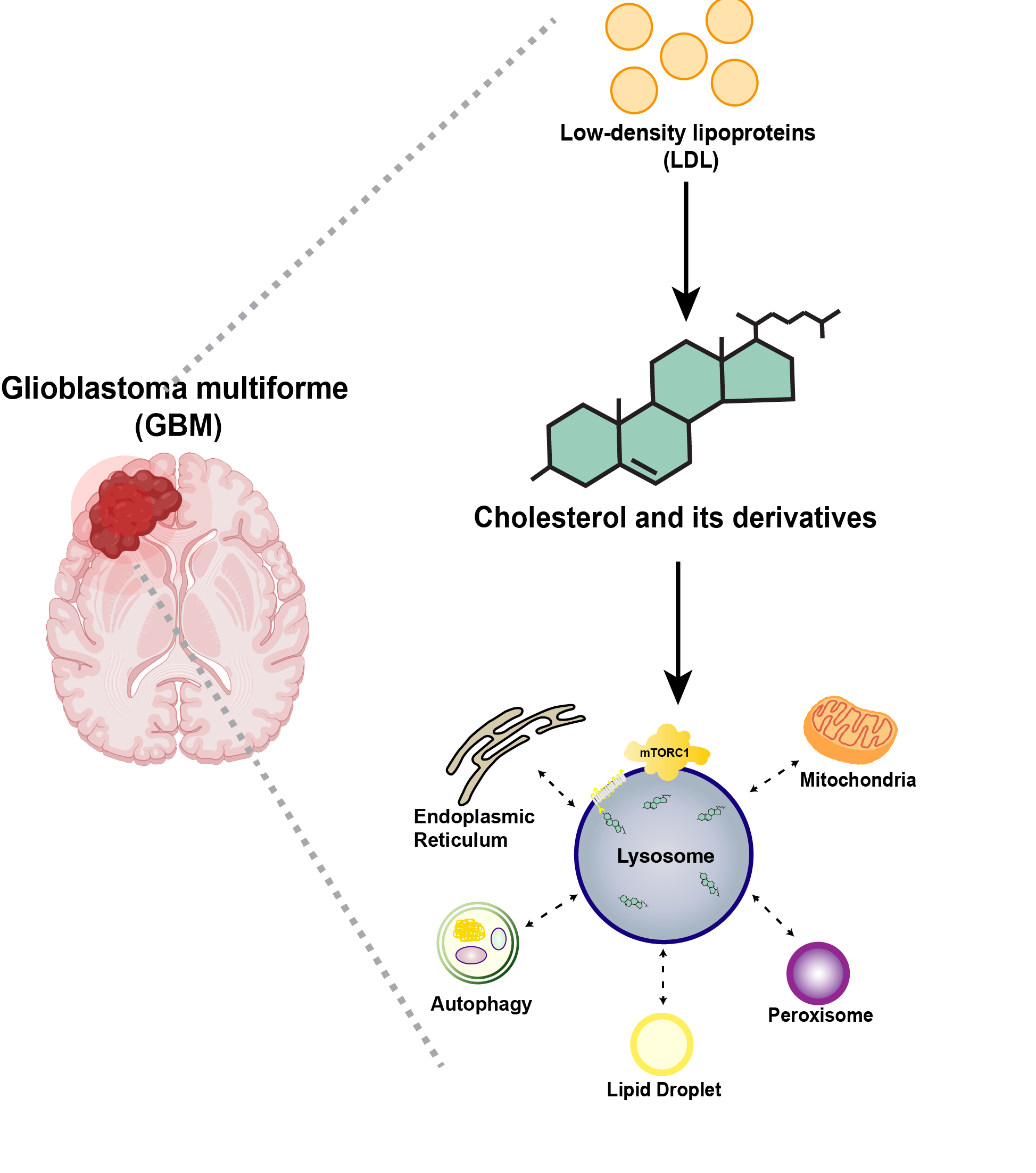 Hijai Regina Shin - Children's Medical Center Research Institute (CRI ...