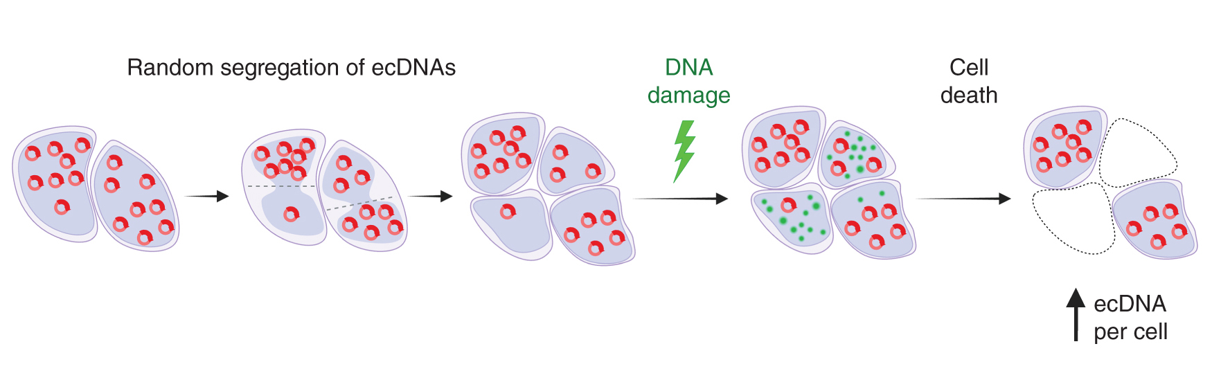 Small cell lung cancer acquires cross-resistance due to ...