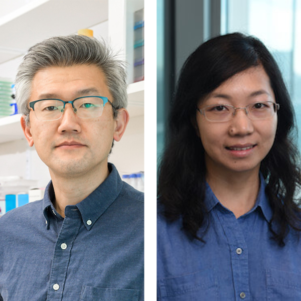 PKD1 mutant clones within cirrhotic livers inhibit steatohepatitis ...