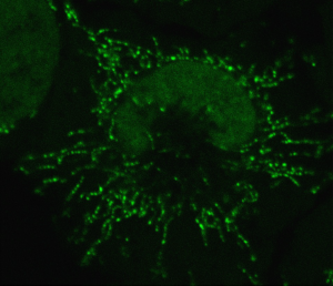 Sean Morrison, Director of CRI elected to prestigious National Academy ...