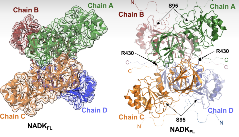 Scientists unveil high-resolution human NAD kinase structure, key ...